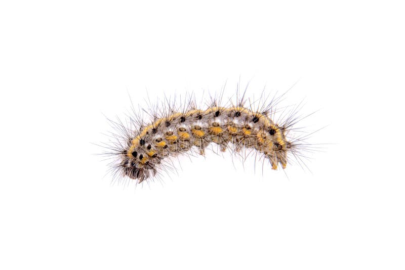 Colored Caterpillar on a White Background Stock Photo - Image of ...