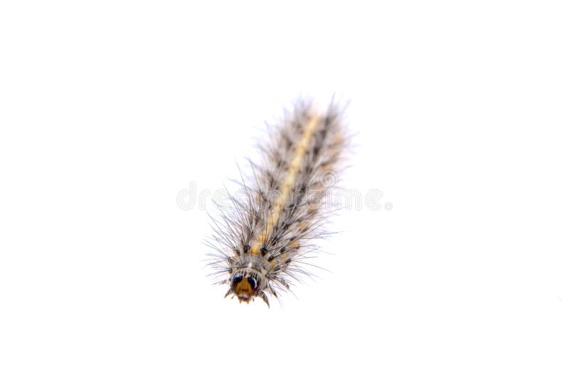 Colored Caterpillar on a White Background Stock Photo - Image of ...