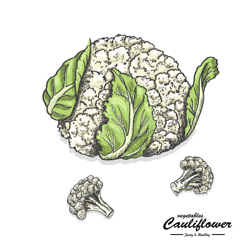 Colored Cauliflower in Sketch Style Stock Vector - Illustration of ...