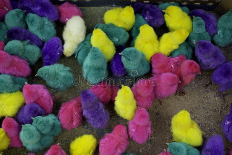 Colored chicken editorial stock photo. Image of farm - 45606893