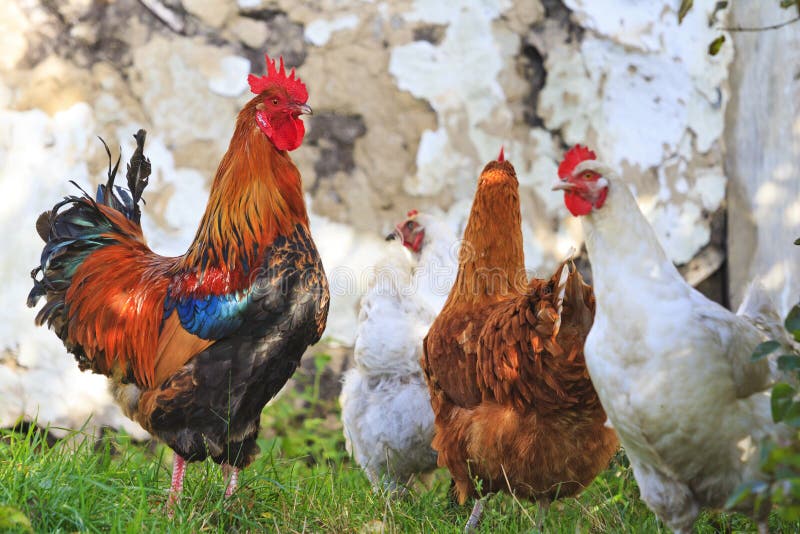 Colorful Chickens On Natural Feed With Sunny Hotspot Stock Photo ...