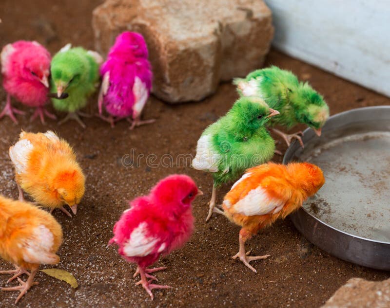 Colored chicks stock photo. Image of group, color, closeup - 30333038
