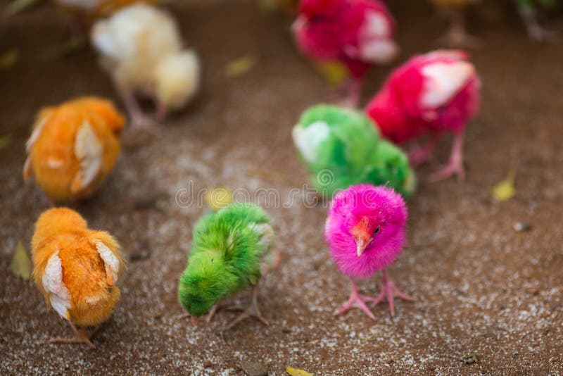 Colored chicks stock image. Image of moving, poultry - 30333067