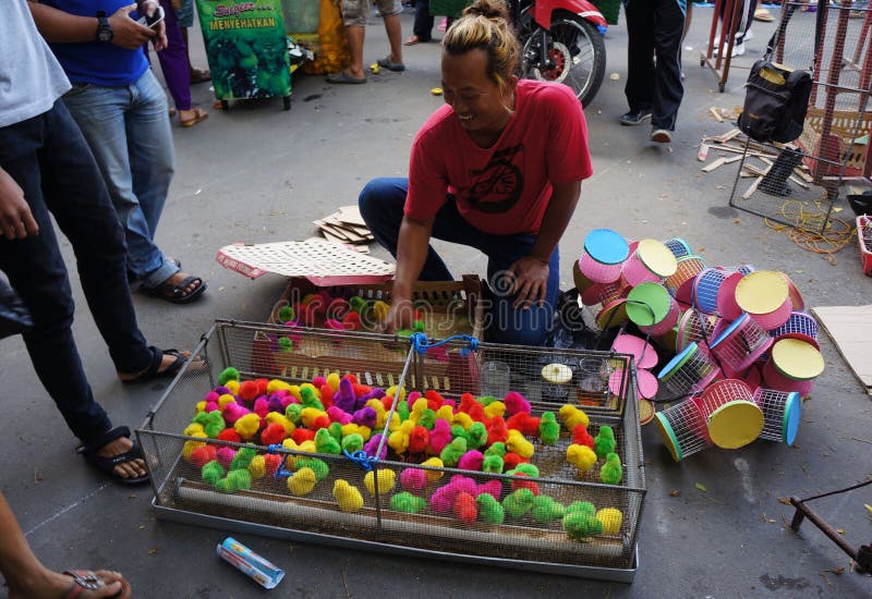 Colored chicks editorial image. Image of city, solo, merchants - 43199910