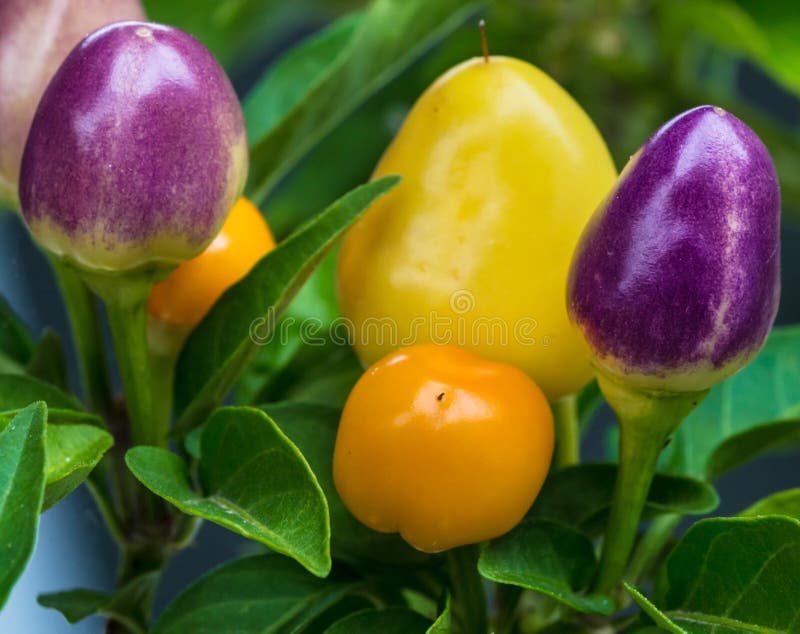 Colored chilies stock image. Image of harvest, produce - 59304699