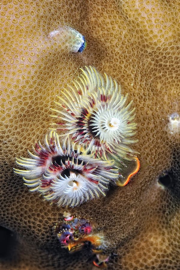 A Colored Christmas Tree Worm Stock Image - Image of blue, dive: 223953941