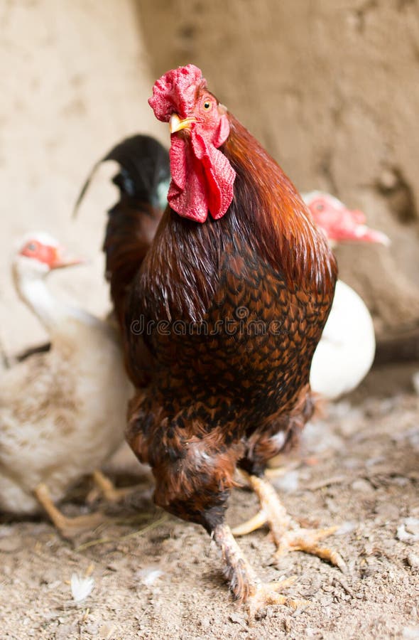 Colored on a chicken farm stock photo. Image of chicken - 110448926