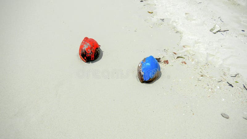Colored Coconuts on the Beach Stock Image - Image of colored, beauty ... Colored Coconuts on the Beach Stock Image - Image of colored, beauty ...