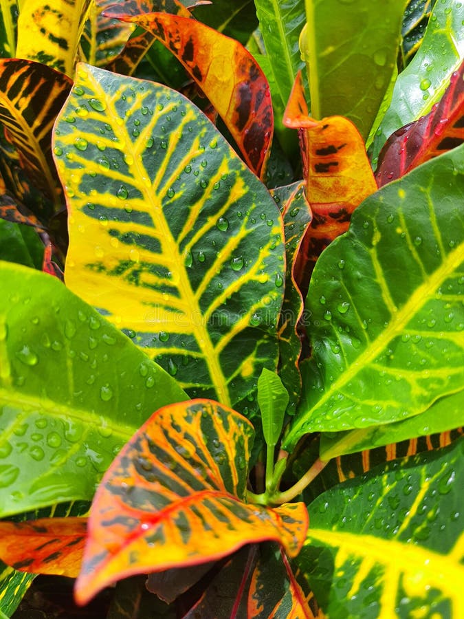 Colored Codiaeum Variegatum (L.) Leaf, Front View, Full Screen Stock ...