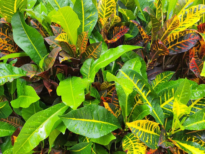 Colored Codiaeum Variegatum (L.) Leaf, Front View, Full Screen Stock ...