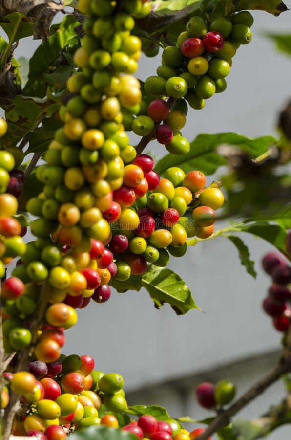 Colored Coffee Berries on the Coffee Tree Stock Photo - Image of coffee ...