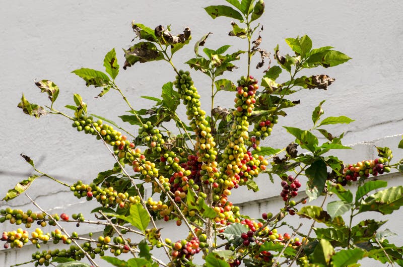 Colored Coffee Berries on the Coffee Tree Stock Image - Image of ...