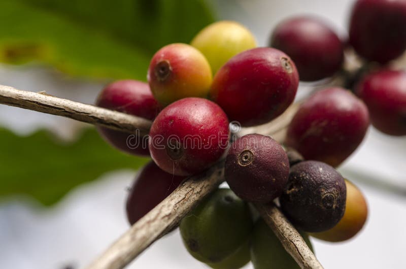 Colored Coffee Berries on the Coffee Tree Stock Photo - Image of brazil ...