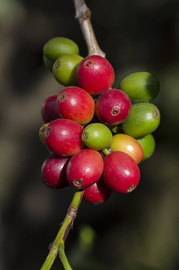 Colored Coffee Berries on the Coffee Tree Stock Photo - Image of aroma ...