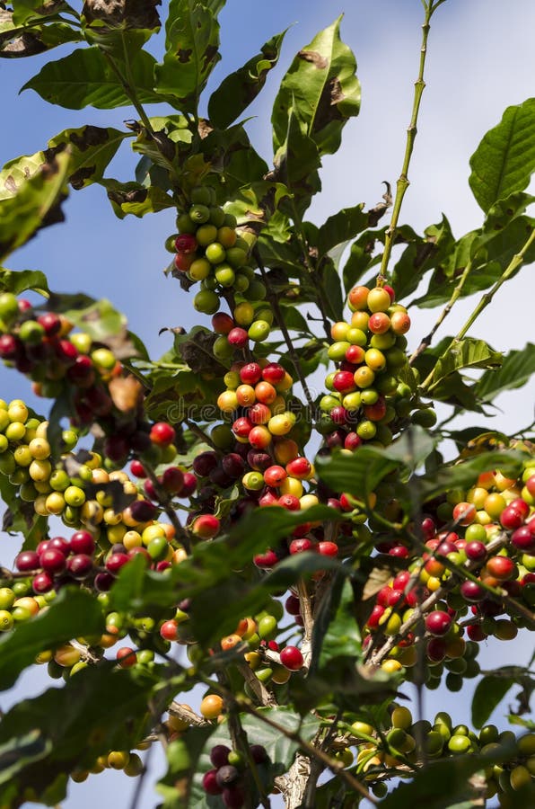 Colored Coffee Berries on the Coffee Tree Stock Image - Image of ...