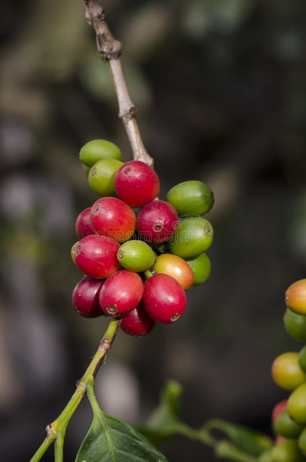 Colored Coffee Berries on the Coffee Tree Stock Image - Image of ...