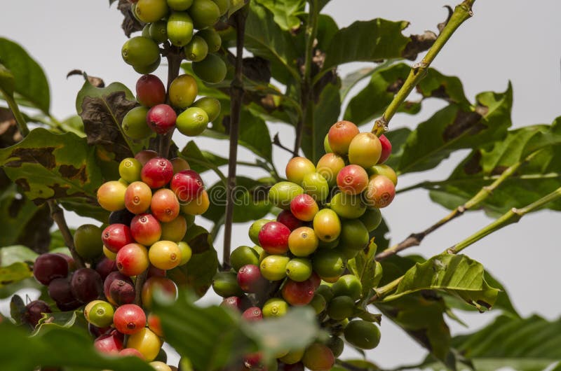 Colored Coffee Berries on the Coffee Tree Stock Photo - Image of plant ...