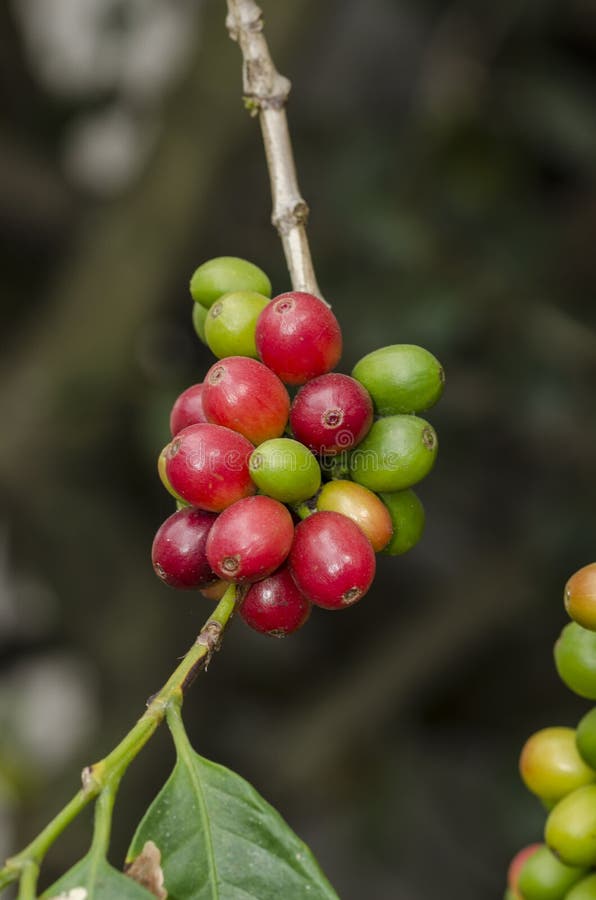 Colored Coffee Berries on the Coffee Tree Stock Photo - Image of fruit ...