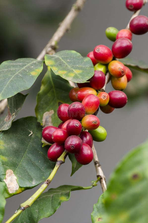 Colored Coffee Berries on the Coffee Tree Stock Image - Image of woody ...