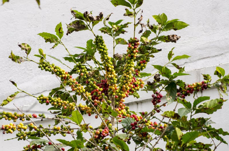 Colored Coffee Berries on the Coffee Tree Stock Image - Image of plant ...
