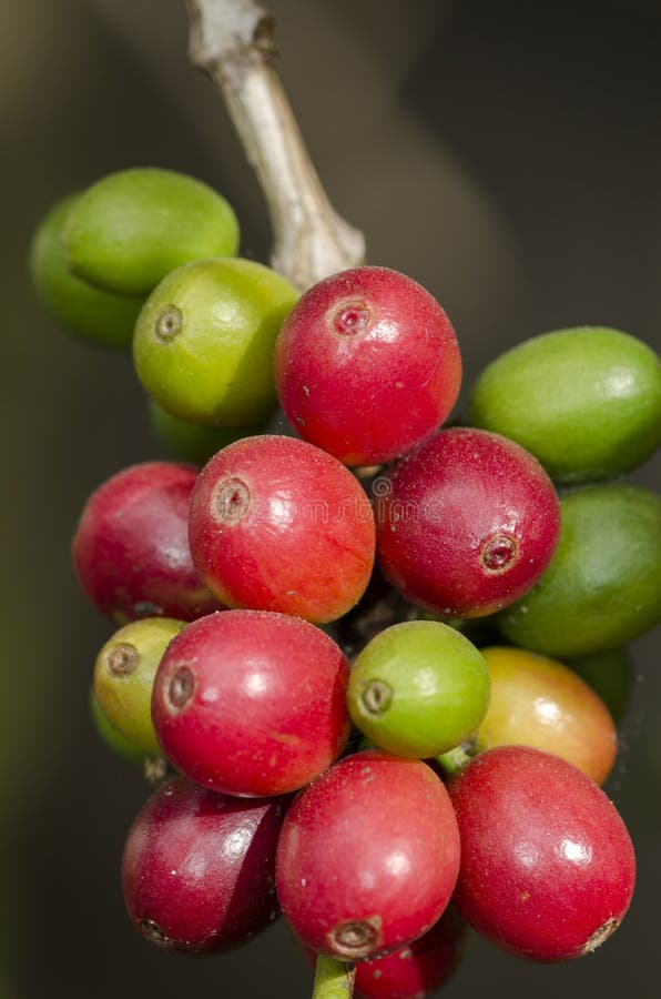 Colored Coffee Berries on the Coffee Tree Stock Image - Image of drink ...