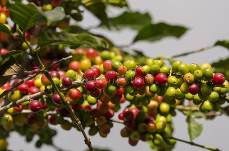 Colored Coffee Berries on the Coffee Tree Stock Image - Image of south ...