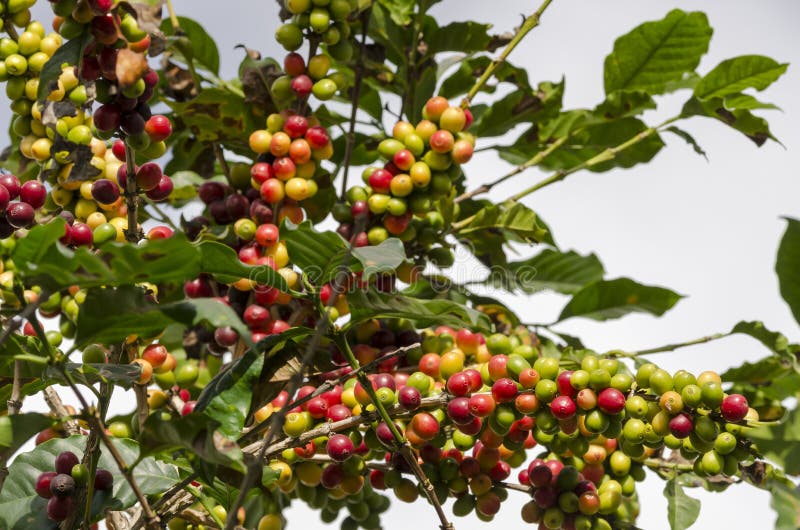 Colored Coffee Berries on the Coffee Tree Stock Image - Image of branch ...