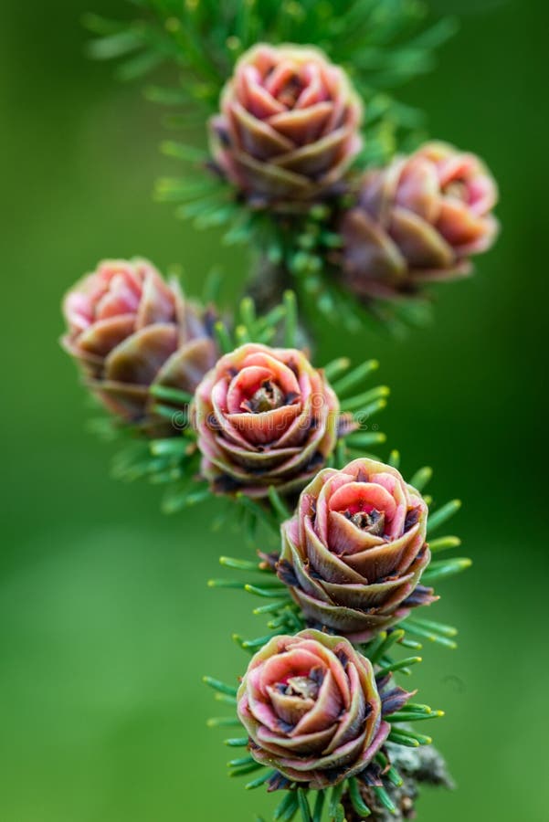 Colored cones closeup stock photo. Image of decoration - 126540930
