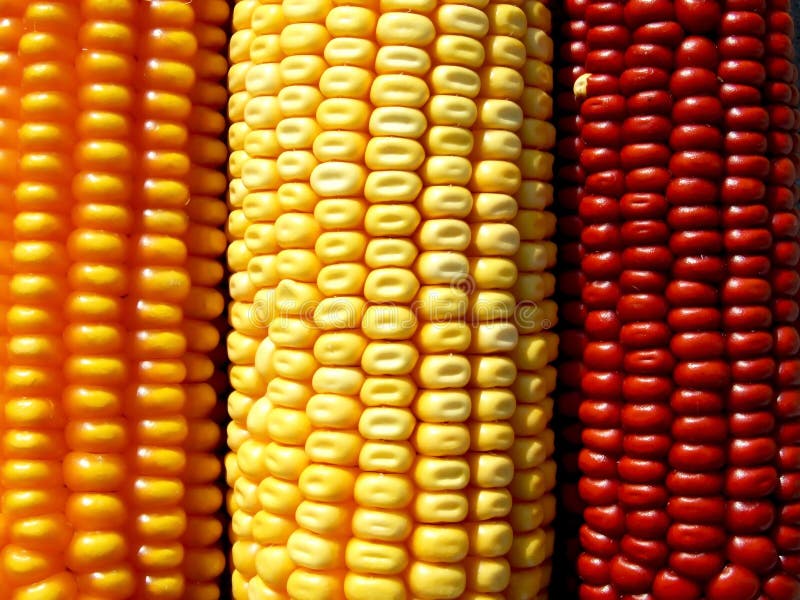 Colored Corn Royalty Free Stock Photo - Image: 16220845