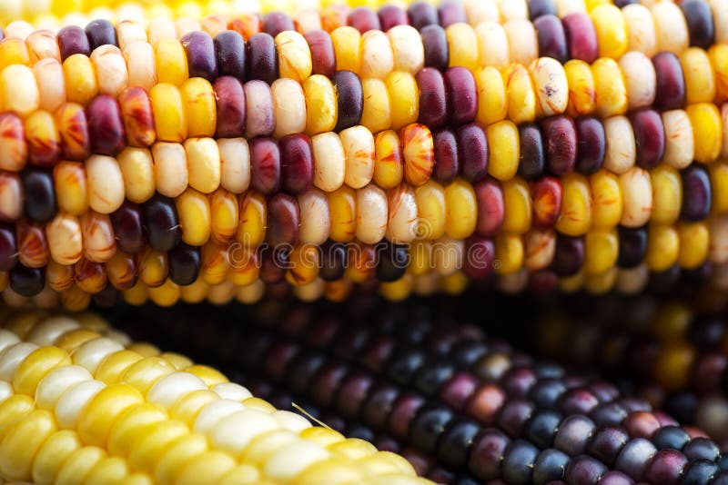 Colored corn close-up stock image. Image of people, agricultural ...