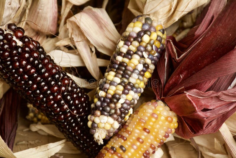 Colored Corn Makes for a Beautiful Fall Display. Stock Photo - Image of ...