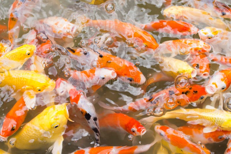 Colored Fish Top View Pond in the Park. Stock Image - Image of fish ...