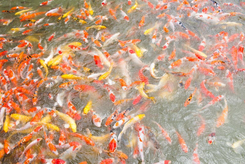 Colored Fish Top View Pond in the Park. Stock Photo - Image of carp ...