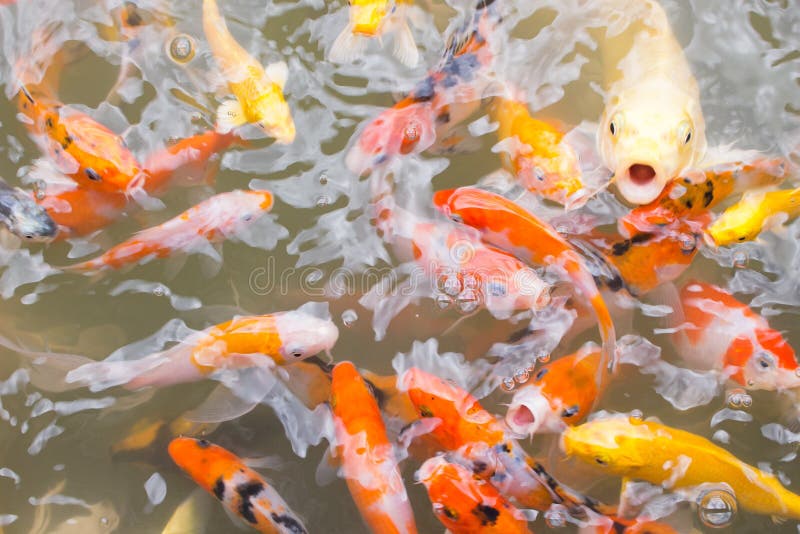Colored Fish Top View Pond in the Park. Stock Image - Image of park ...