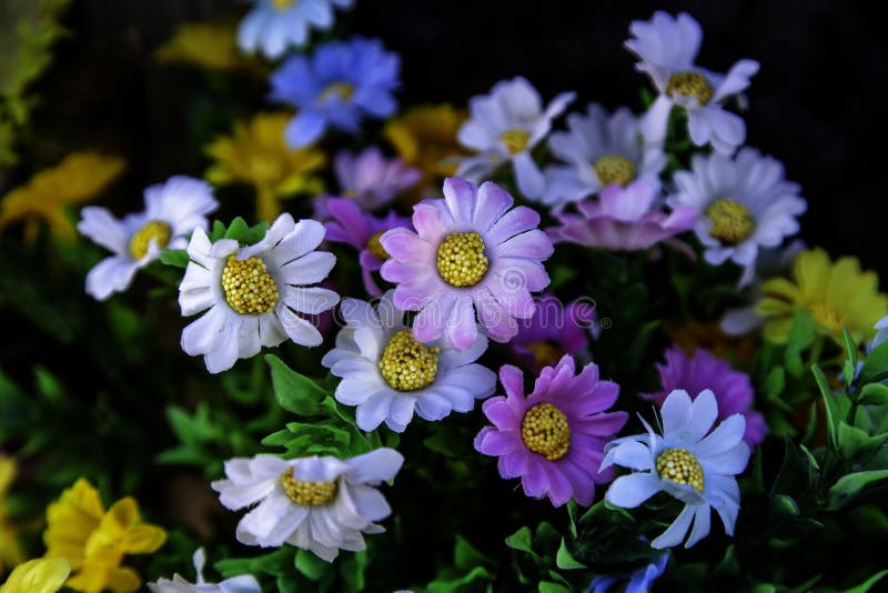 Colored daisies bouquet stock image. Image of daisies - 247215357