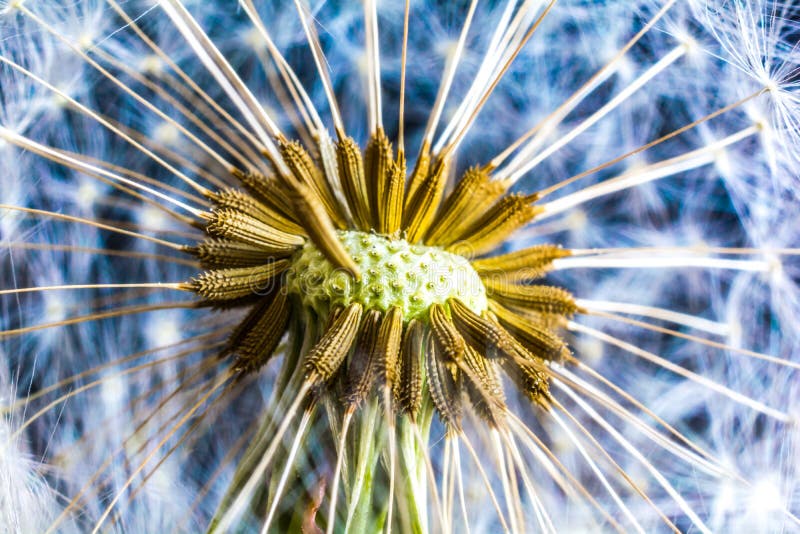 Colored Dandelion with Visible Center Stock Photo - Image of organic ...