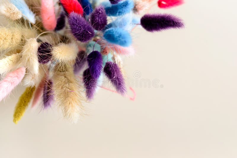 Colored Dry Lagurus Bouquet on a Yellow Beige Background. Space for ...