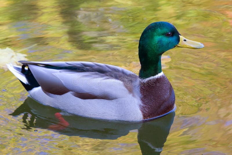 Colored Duck Poops in the Pond. Nature and Birds Stock Image - Image of ...