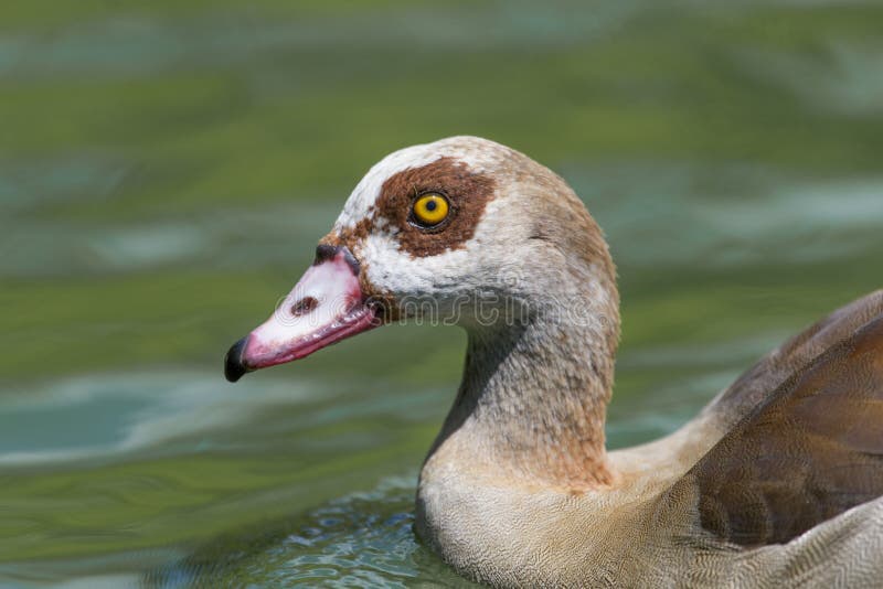 Colored duck stock photo. Image of beak, nature, feathers - 59824772