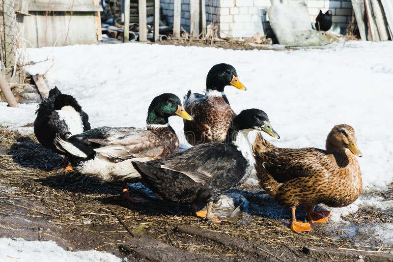 Colored Ducks at the Farmstead in Early Spring Stock Photo - Image of ...