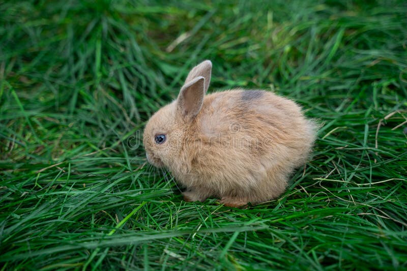 Colored Dwarf Rabbit Fox Sits on a Green Grass on a Sunny Day before ...