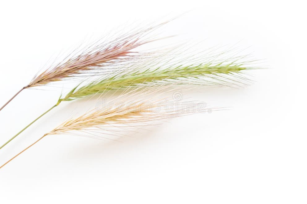 Colored ears stock image. Image of white, macro, wheat - 5448887