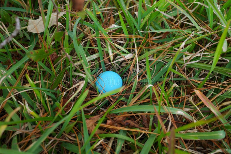 Colored Easter Eggs Hidden Waiting To Be Found in an Easter Egg Hunt ...