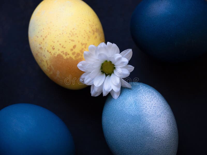 Colored Eggs, and a Single Daisy Flower on the Table - Easter Eggs ...