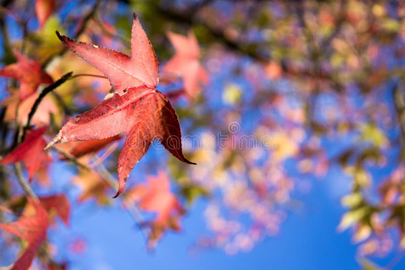 Colored Fall Leaves on Blue Sky Stock Photo - Image of leaves, maple ...