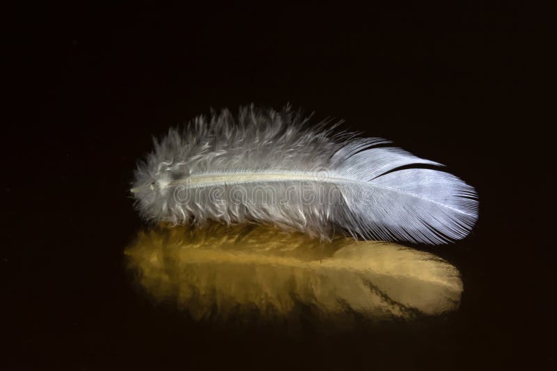 Colored Feather and Bird Fluff on a Dark Background Stock Photo - Image ...