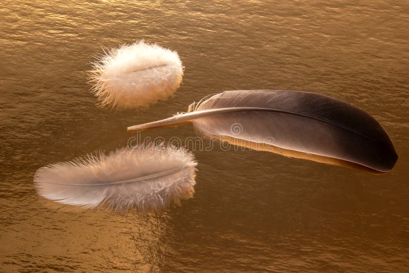 Colored Feather and Bird Fluff on a Golden Background Stock Image ...