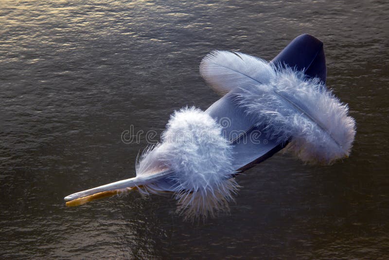 Colored Feather Bird Fluff Golden Background Stock Photos - Free ...