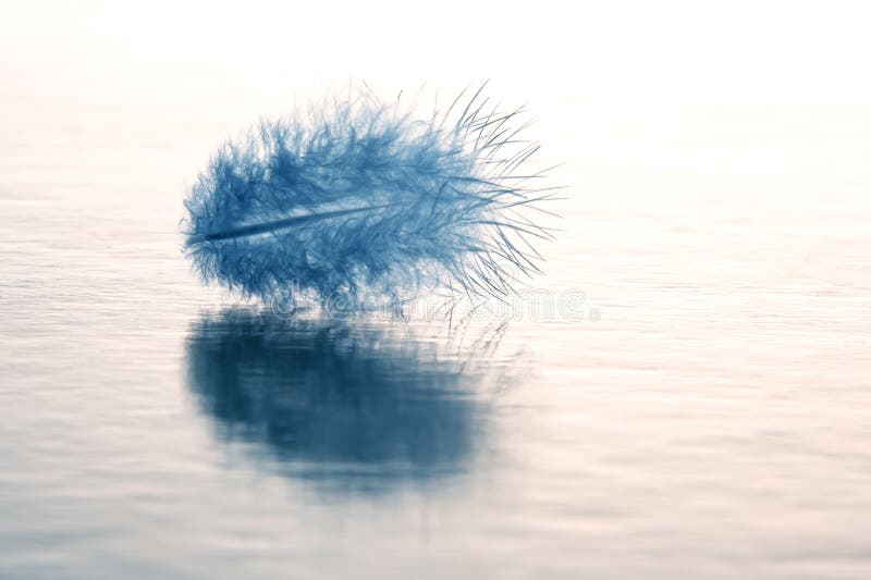 Colored Feather and Bird Fluff on a Light Background Stock Image ...
