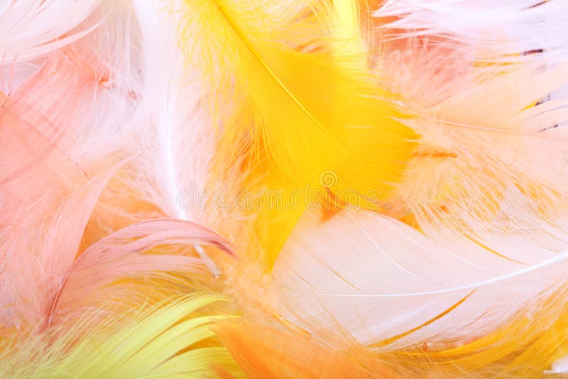 Colored Feathers with Rain Drops Stock Photo - Image of bright ...